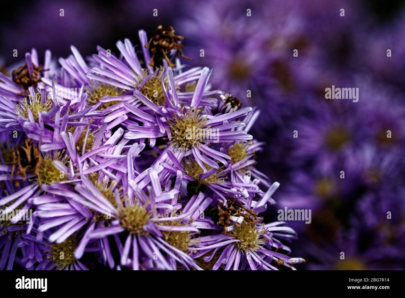 Symphyotrichum ericoides 'Blue Star' is a compact herbaceous perennial ...