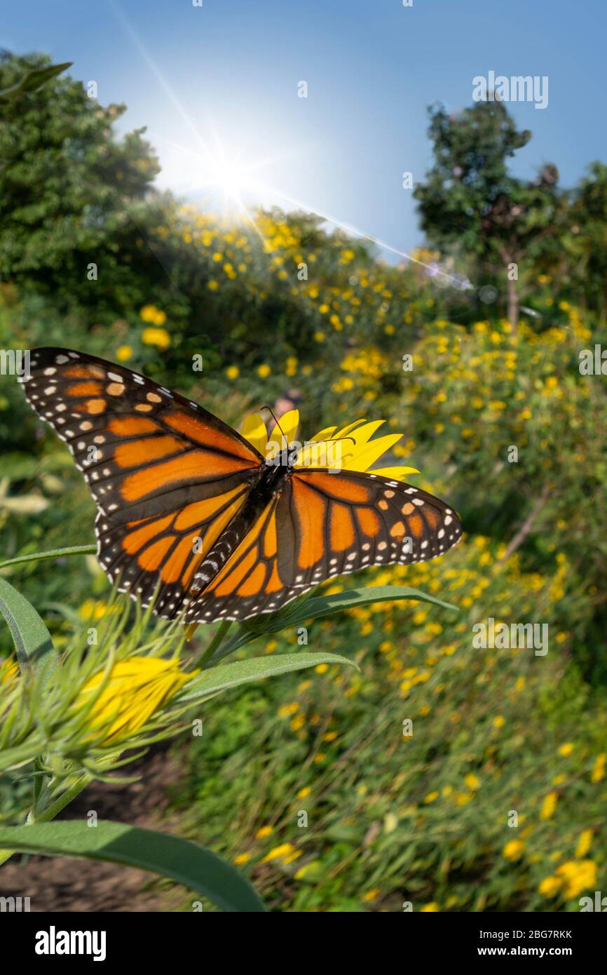 Beautiful Monarch Butterfly Pictures