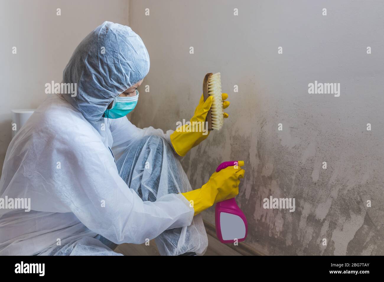 Female worker of cleaning service removes the mold using antimicrobial ...