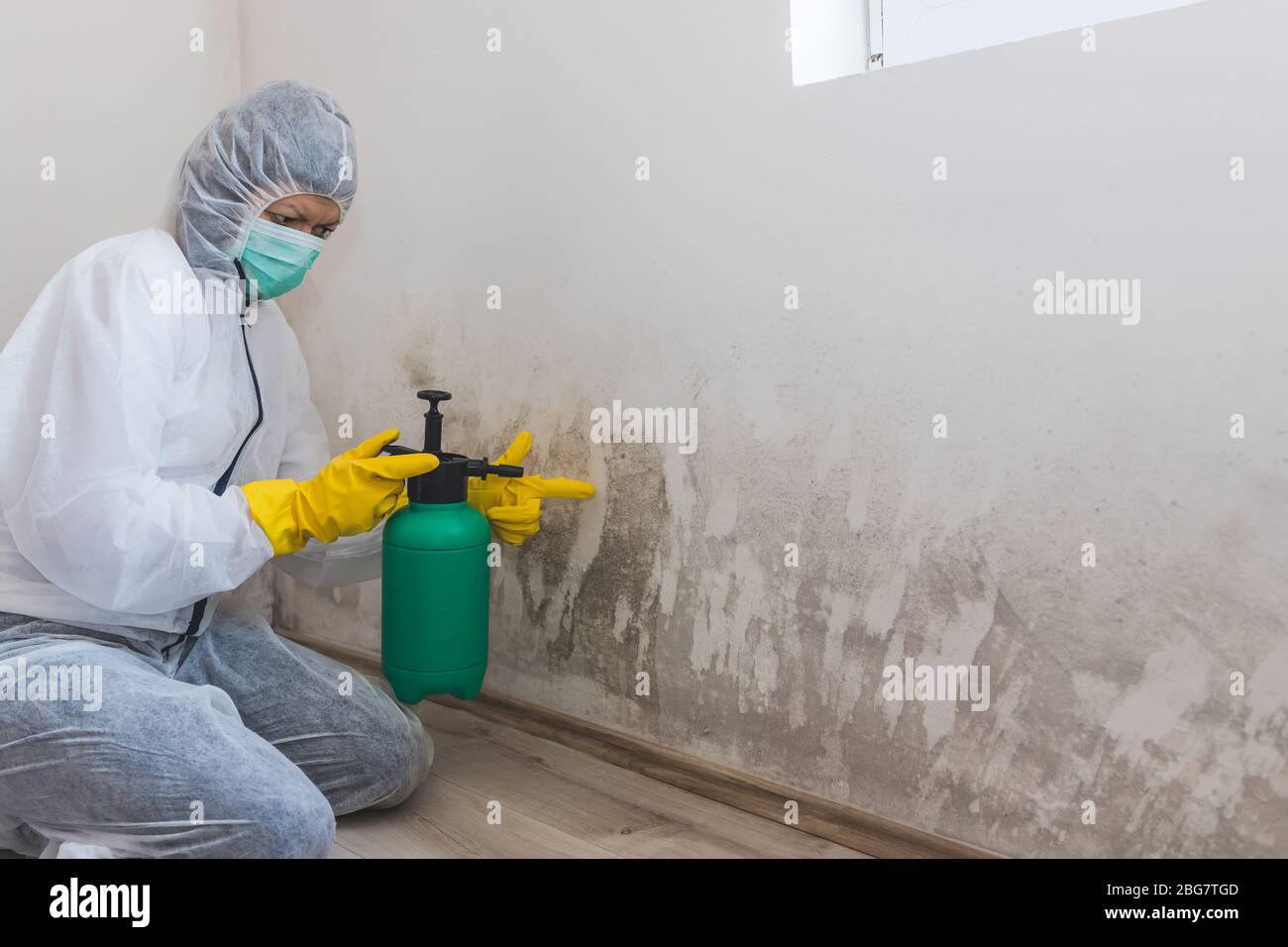 Female worker of cleaning service removes mold from wall using spray ...