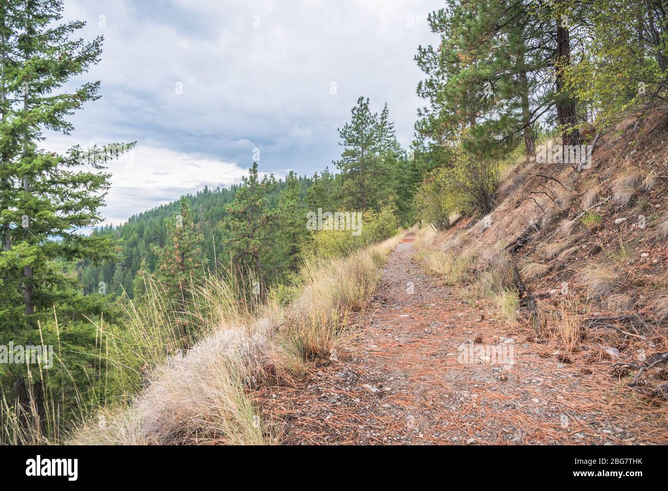 Mountainside hiking trail through pine forest in autumn Stock Photo - Alamy