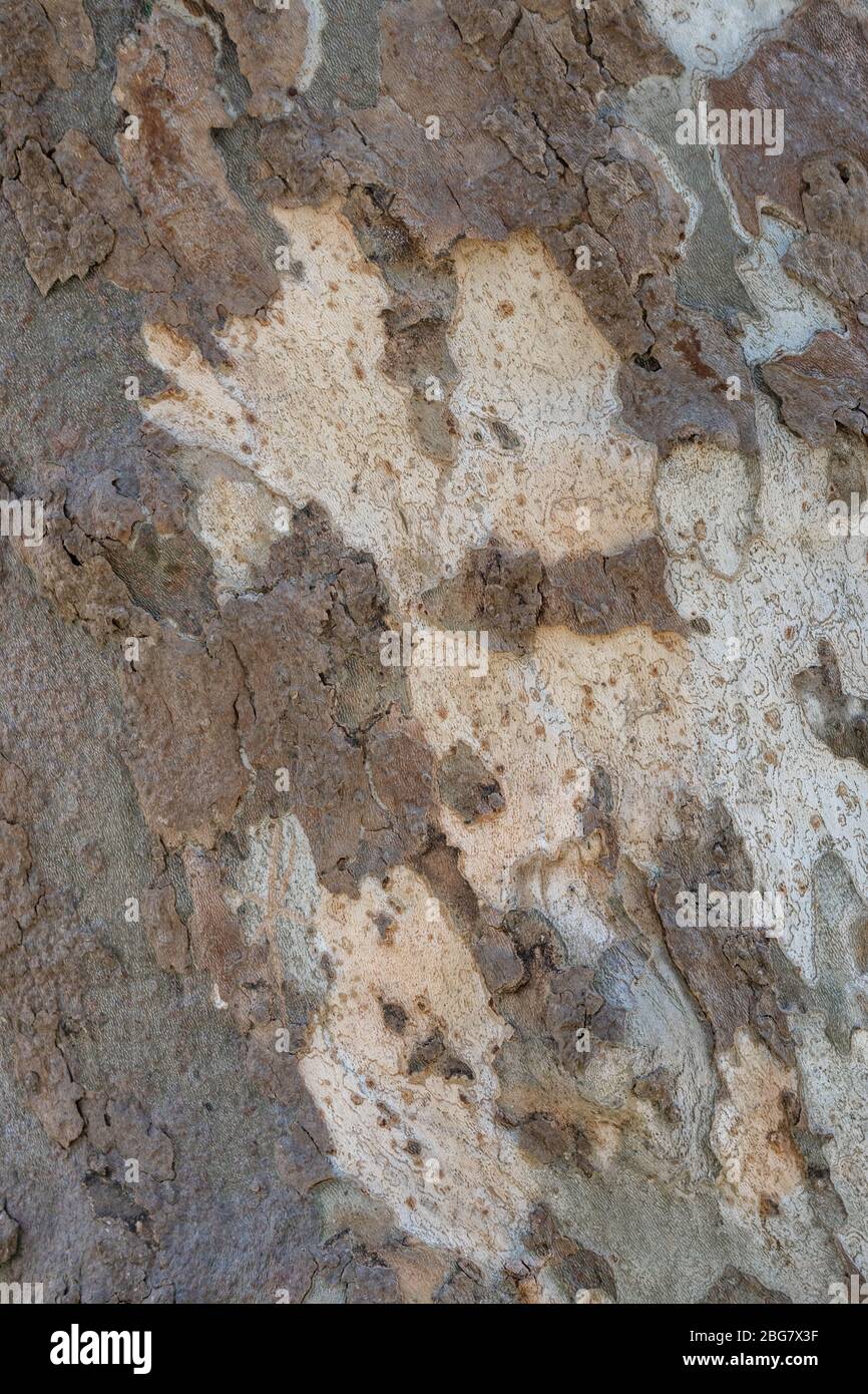 Background of plane tree bark, plane tree bark texture Stock Photo - Alamy