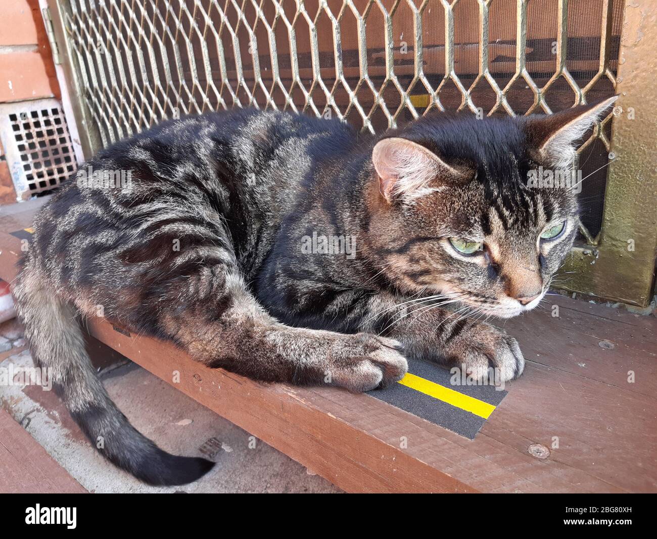 Cat on the step hi-res stock photography and images - Alamy