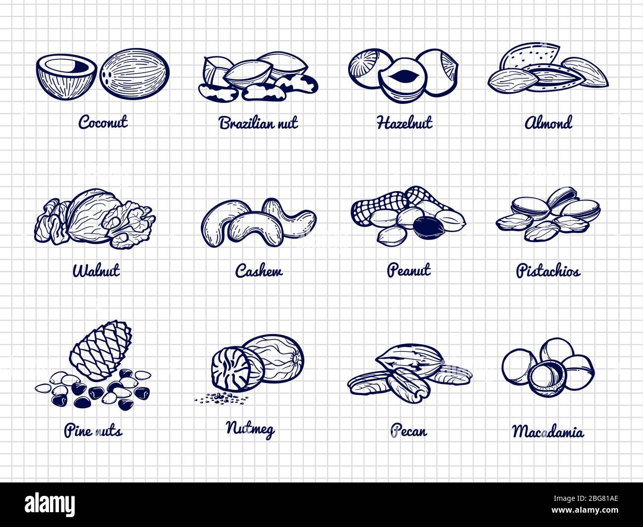 Nuts sketch. Hand drawn popular nuts vector of set with name isolated ...