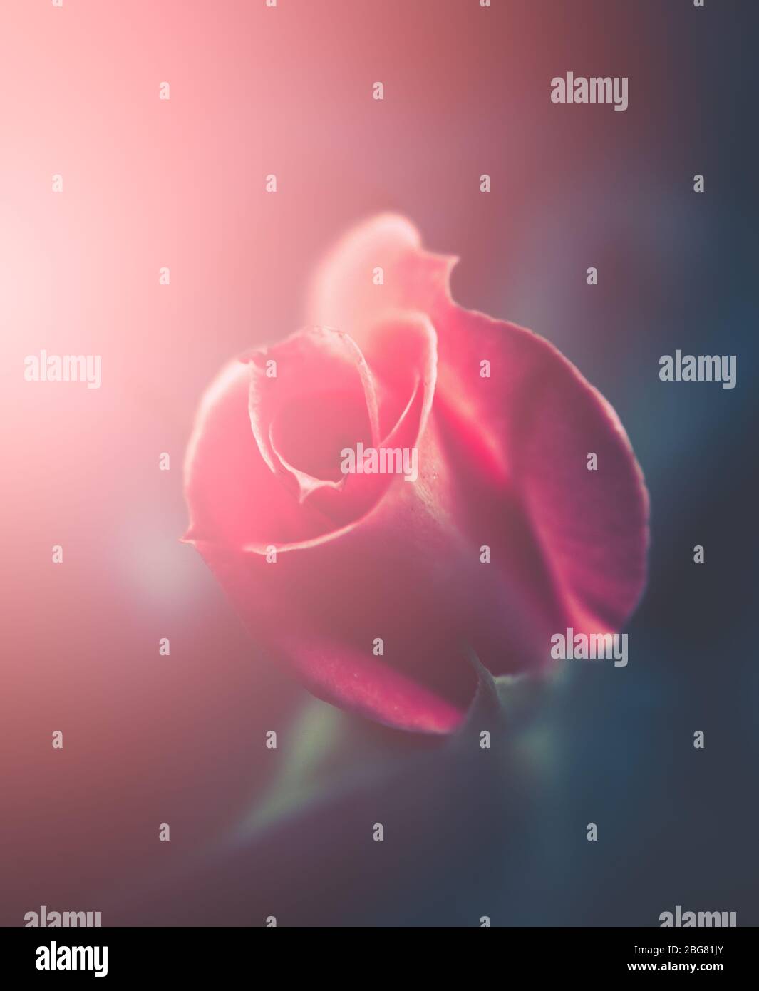 Closed Up Rose flower with vintage style Stock Photo - Alamy