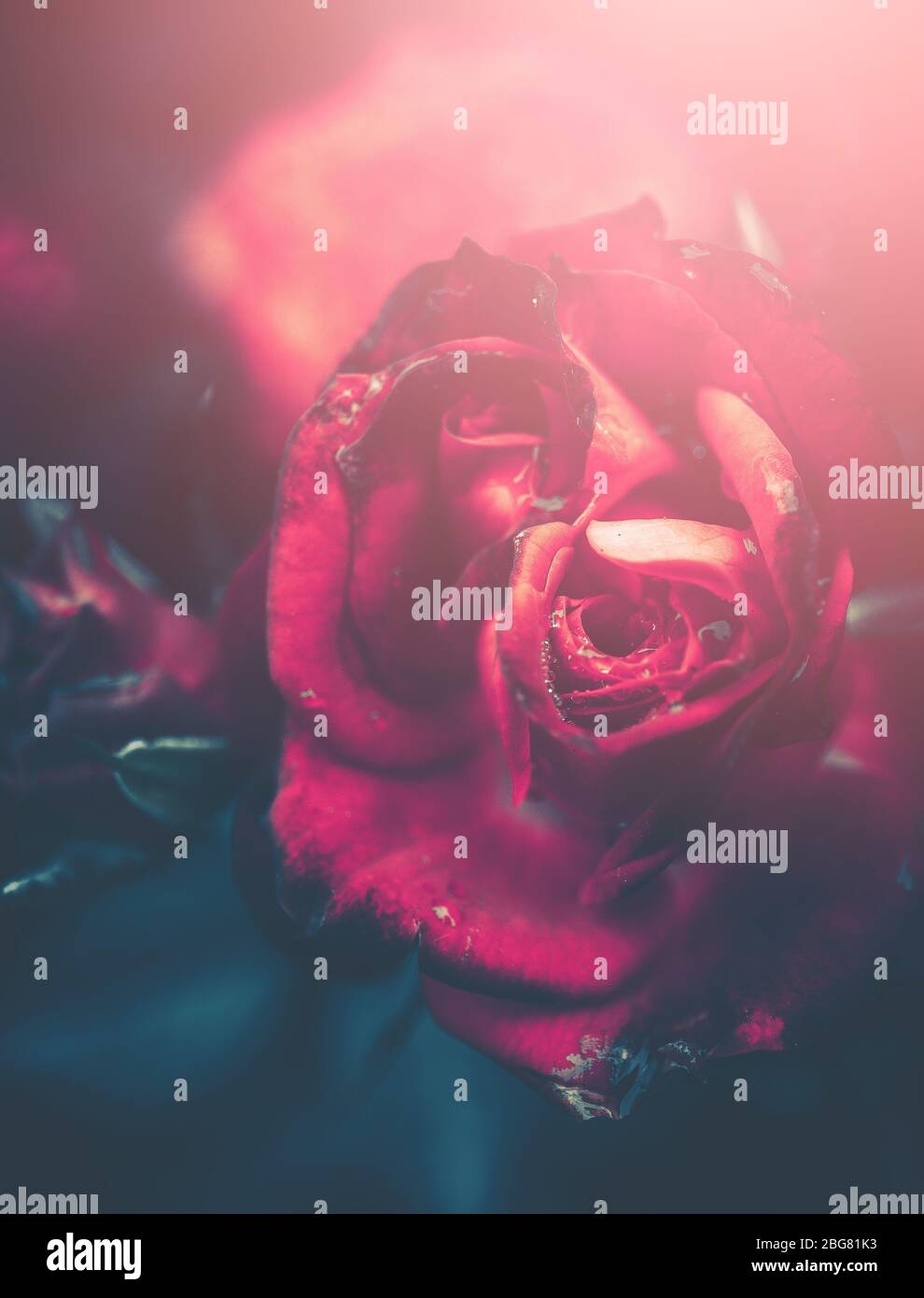 Closed Up Rose flower with vintage style Stock Photo - Alamy
