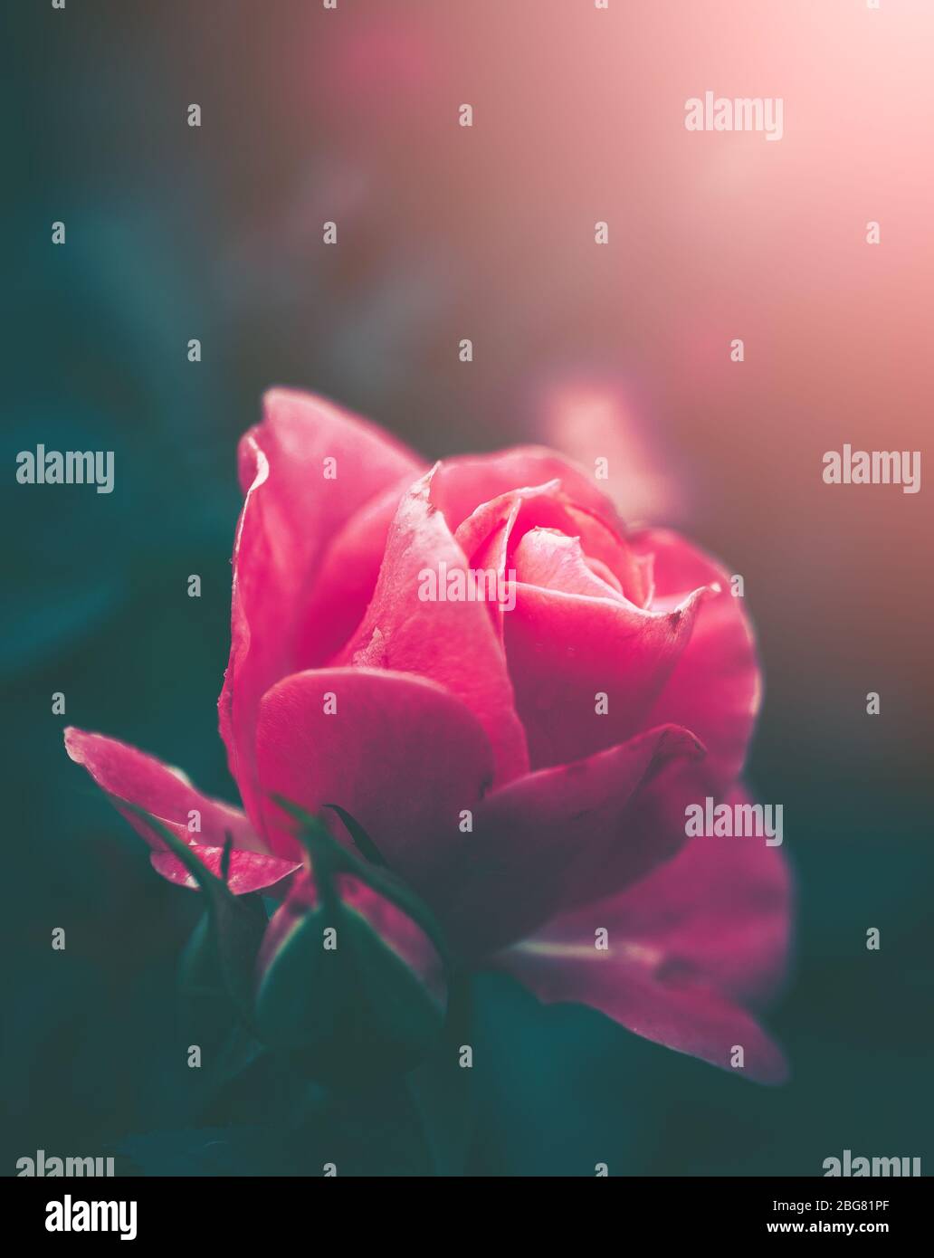 Closed Up Rose flower with vintage style Stock Photo - Alamy