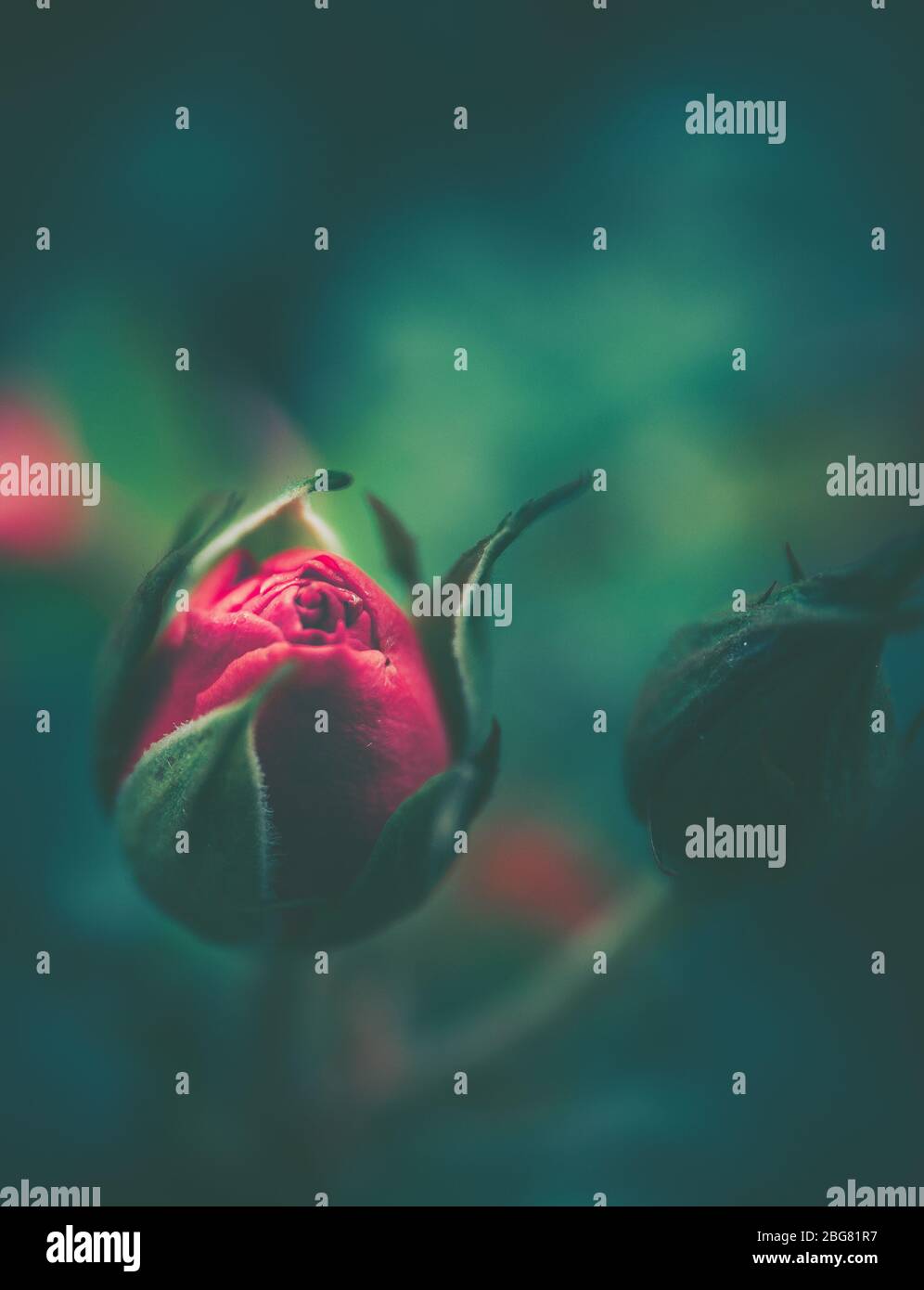 Closed Up Rose flower with vintage style Stock Photo - Alamy