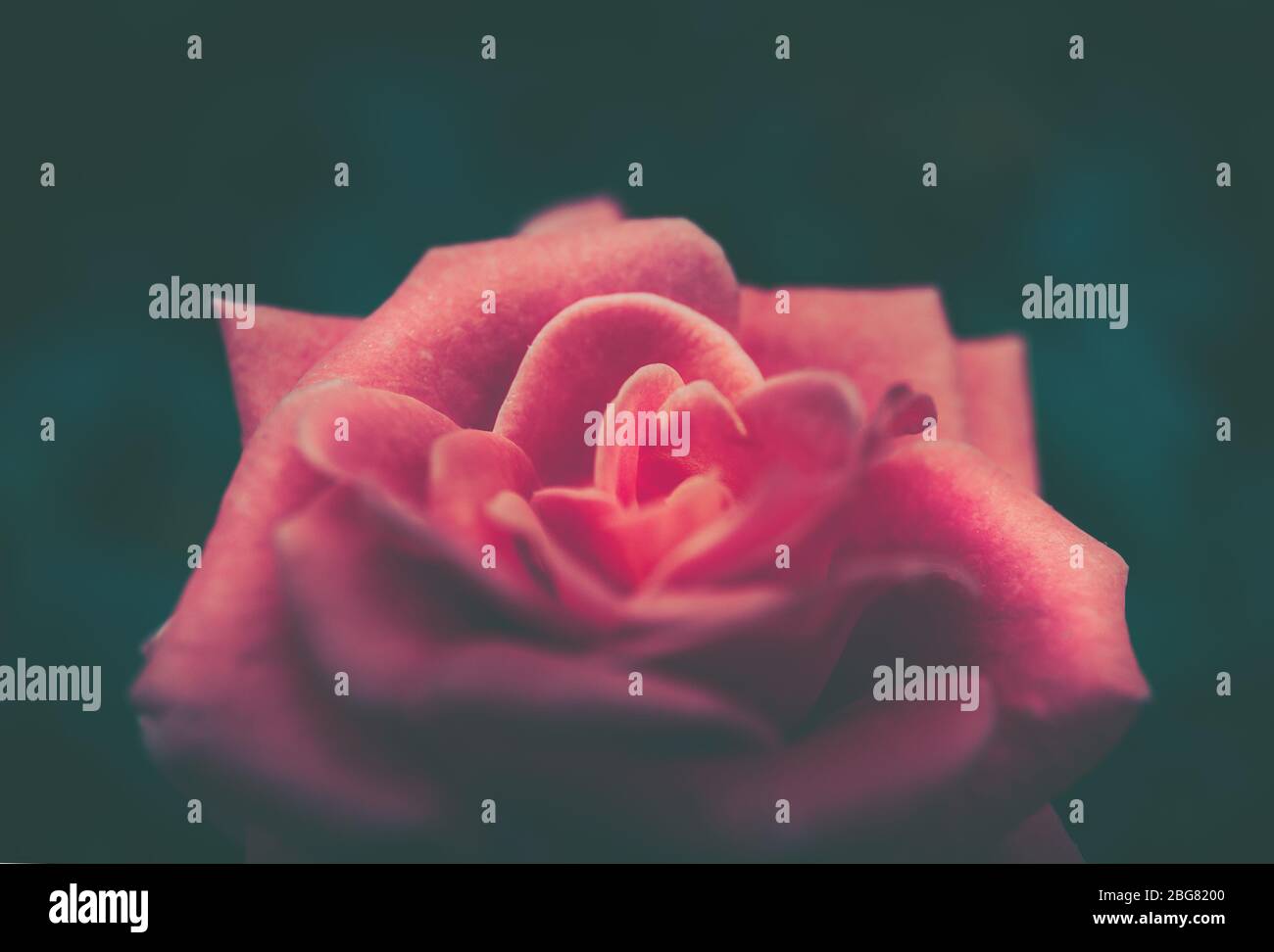 Closed Up Rose flower with vintage style Stock Photo - Alamy