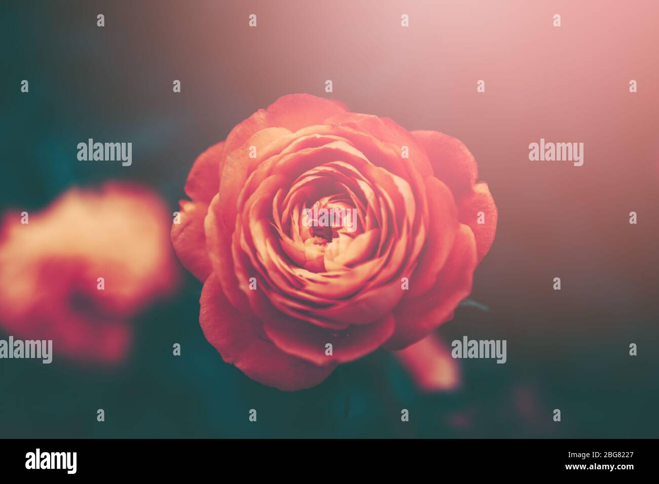 Closed Up Rose flower with vintage style Stock Photo - Alamy