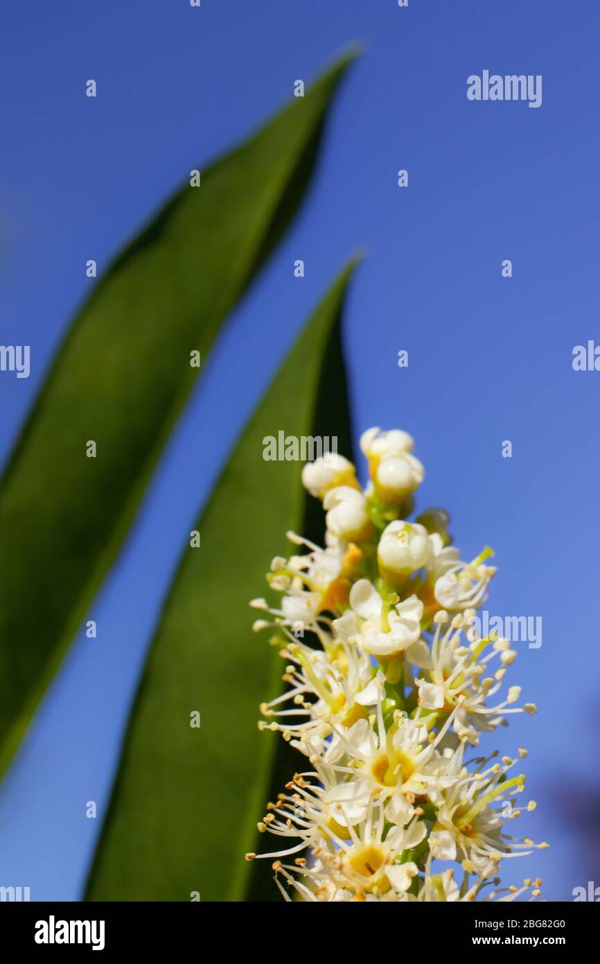 Prunus laurocerasus common laurel cherry laurel hi-res stock ...