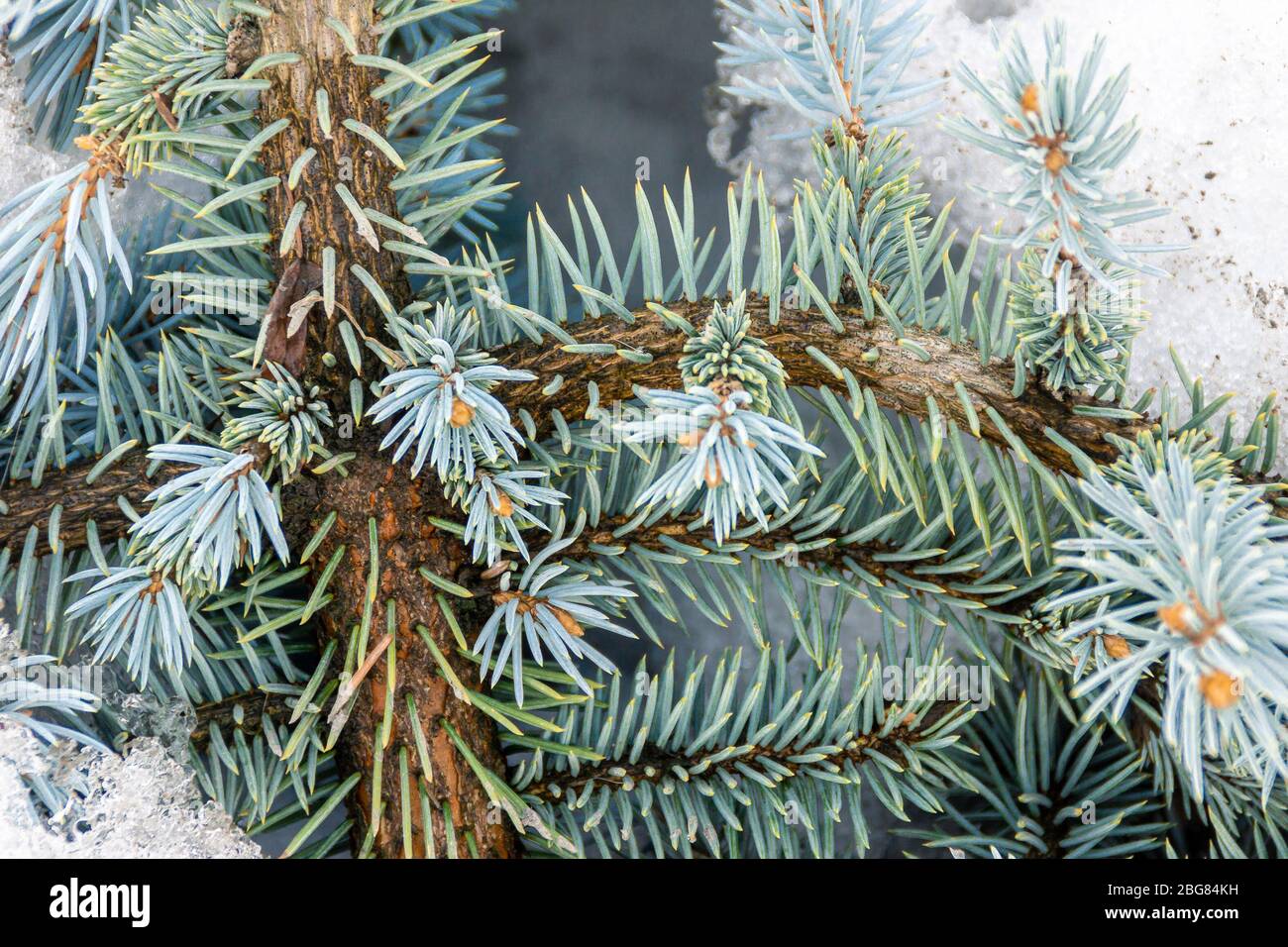 blue spruce with young shoots in spring Stock Photo - Alamy
