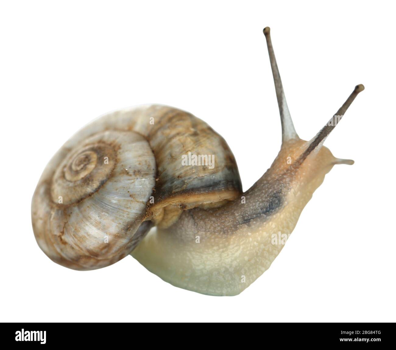 Snail isolated on white Stock Photo - Alamy