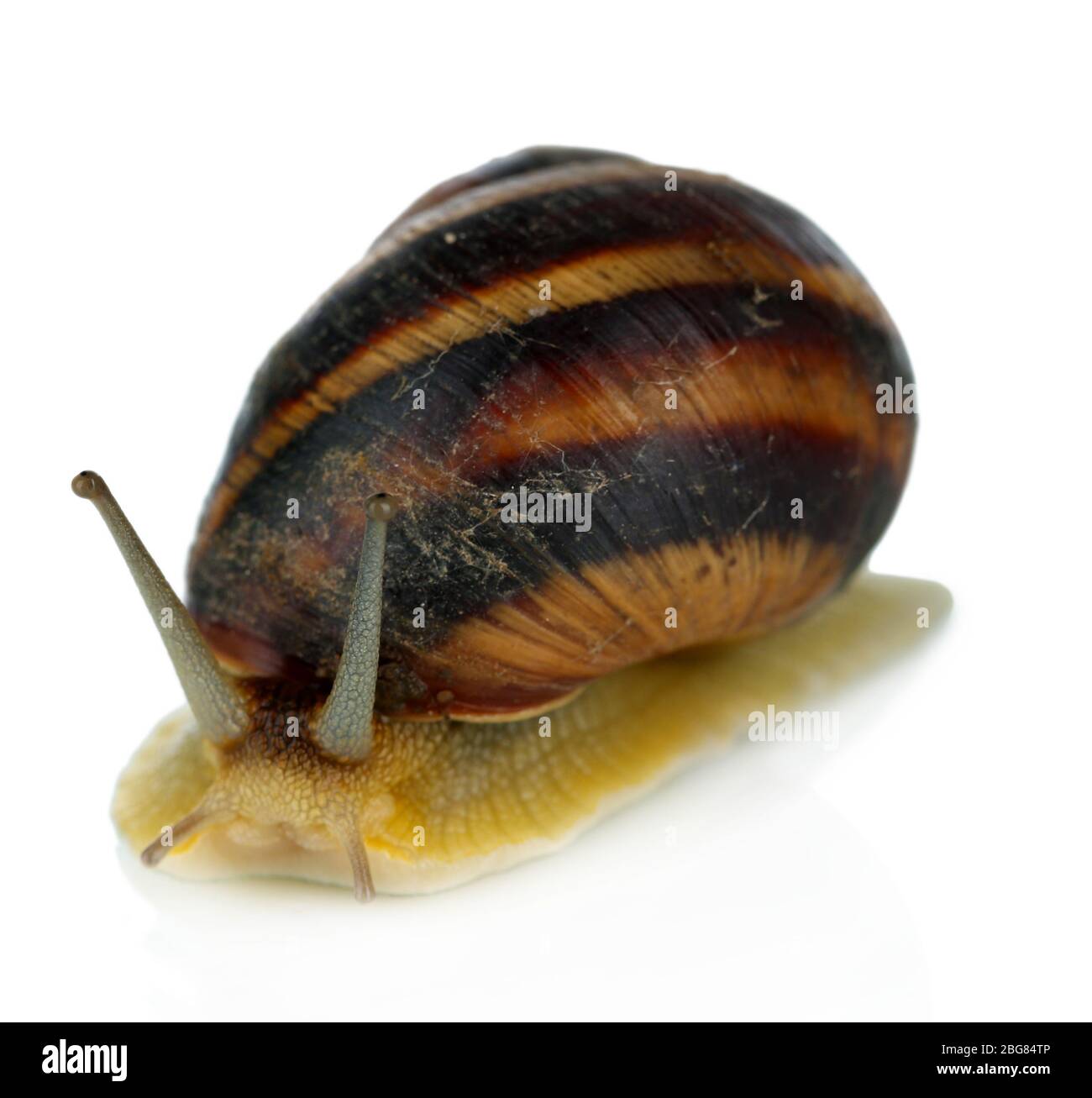 Snail isolated on white Stock Photo - Alamy