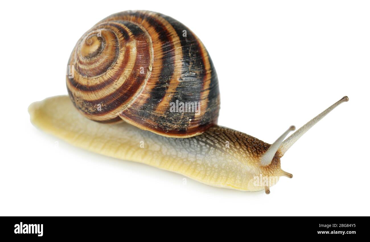Snail isolated on white Stock Photo - Alamy
