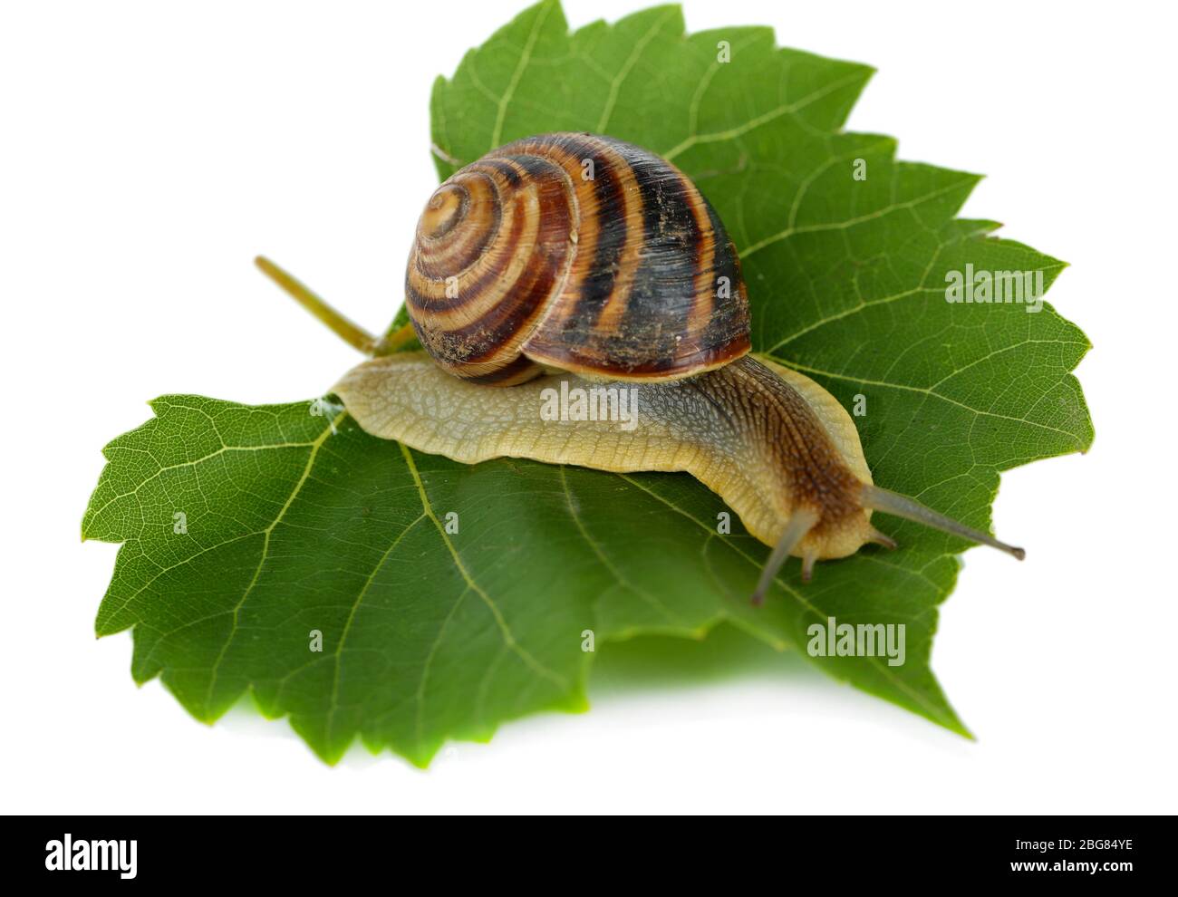 Snail on leaf isolated on white Stock Photo - Alamy