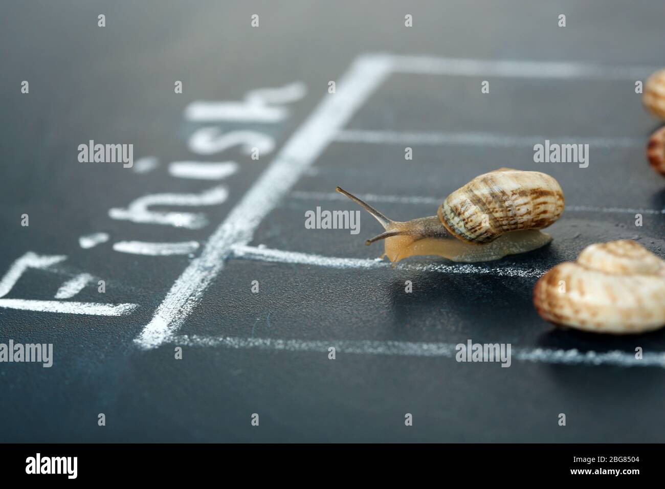 Racing snails close-up Stock Photo - Alamy