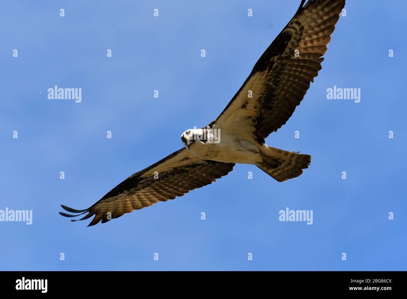 Osprey in flight body filling all of frame eyes looking at camera blue ...