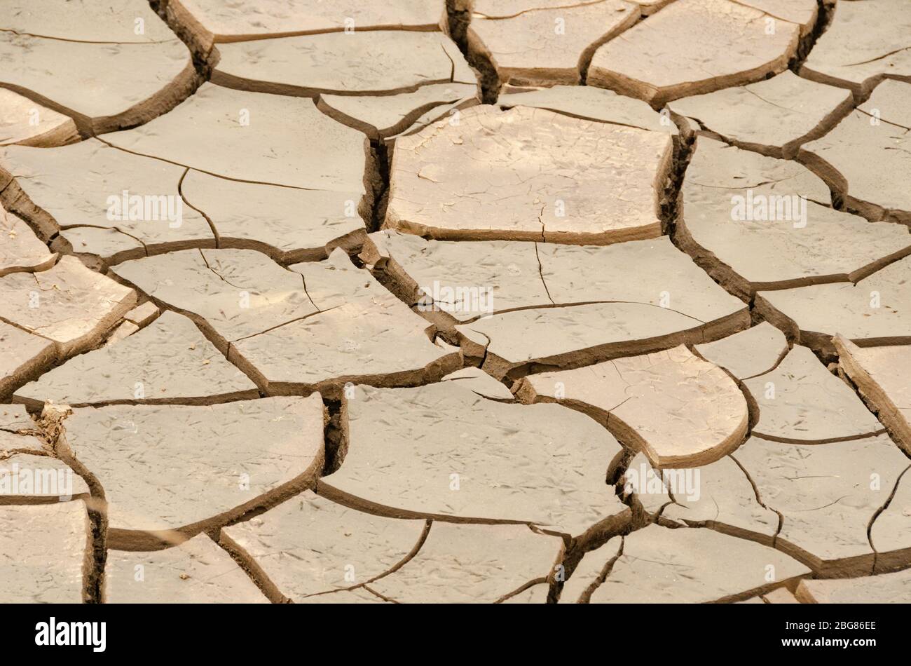 Dried cracked soil, a result of global warming and aggressive farming ...