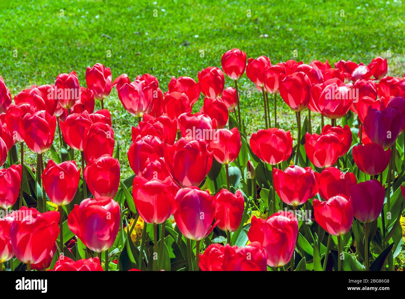Istanbul, Turkey, 12 April 2007: Topkapi Palace, Garden, Tulips Stock ...
