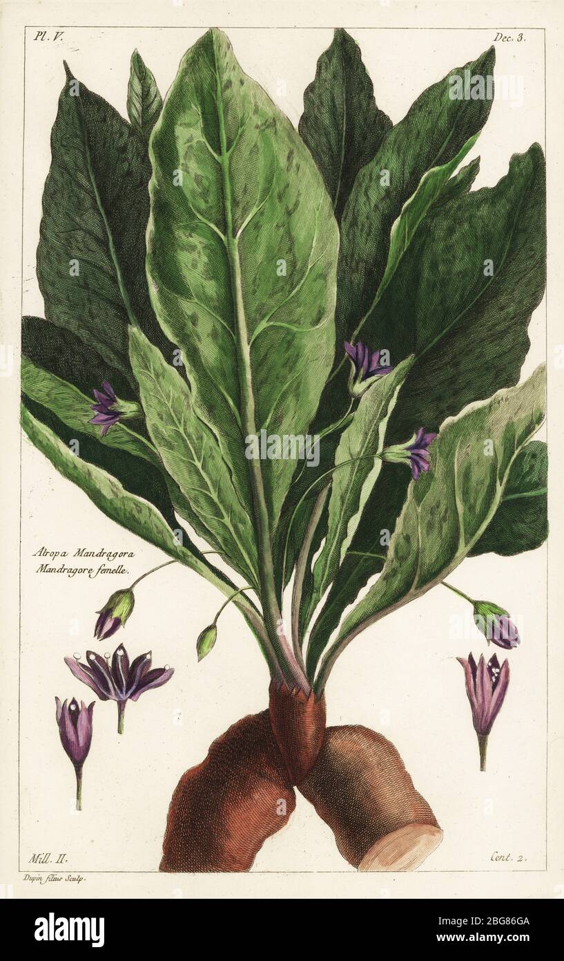 Atropa mandragora hi-res stock photography and images - Alamy