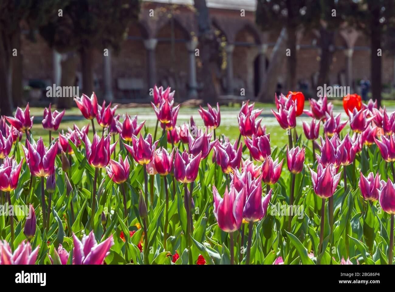Istanbul, Turkey, 12 April 2007: Topkapi Palace, Garden, Tulips Stock ...
