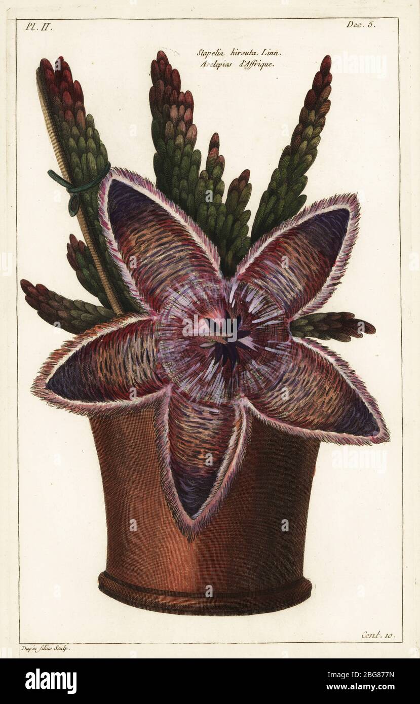 Tant High Resolution Stock Photography and Images - Alamy