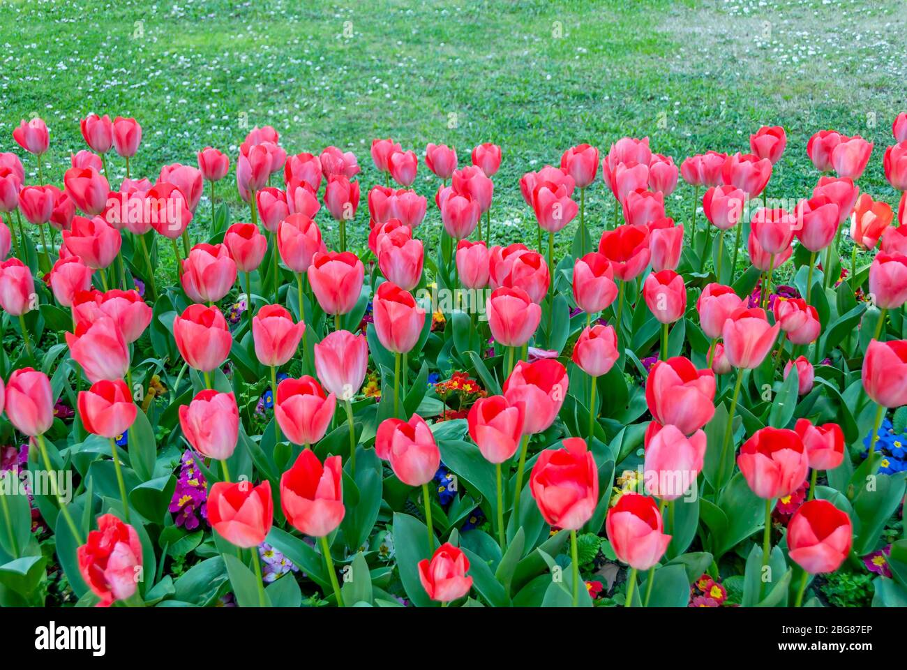 Istanbul, Turkey, 12 April 2007: Topkapi Palace, Garden, Tulips Stock ...