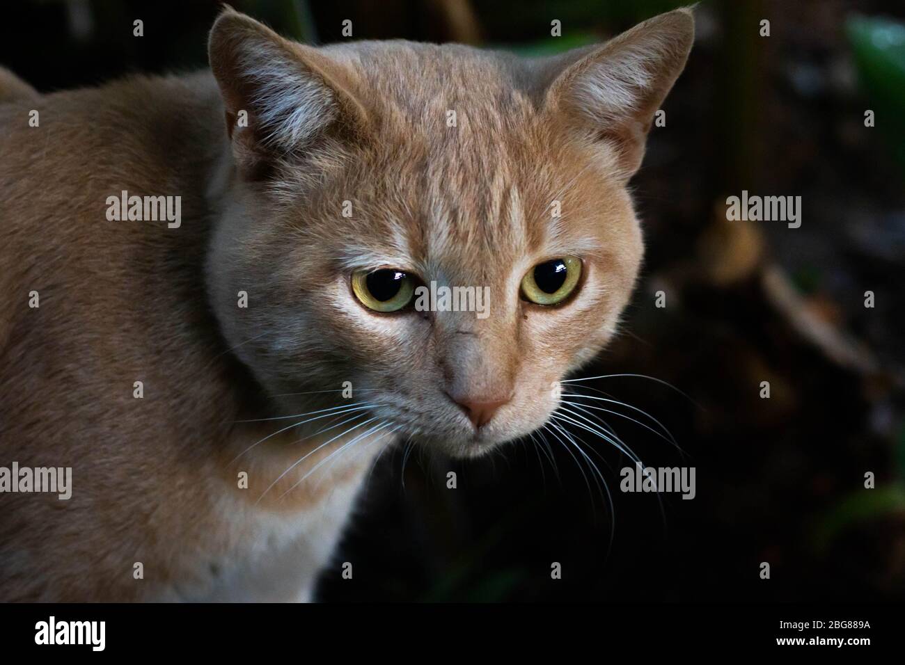 Gato animales felino mascota hi-res stock photography and images - Alamy