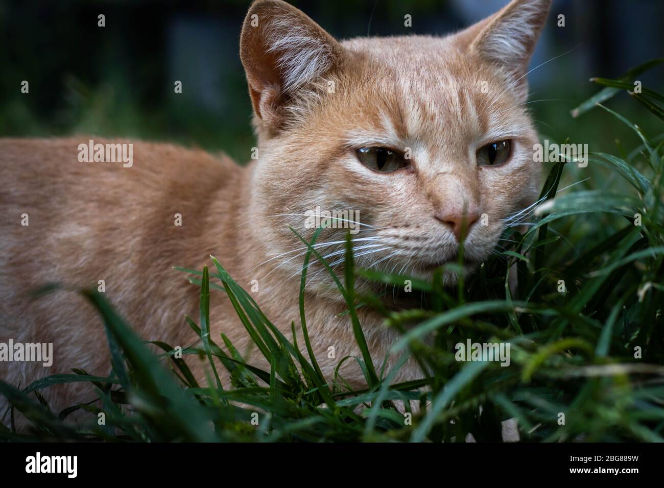 Gato animales felino mascota hi-res stock photography and images - Alamy