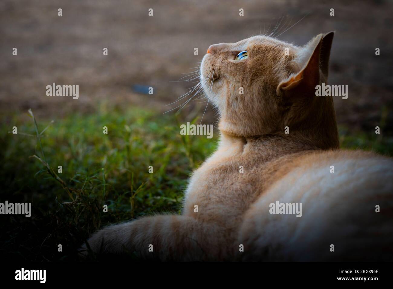 Gato reflexionando hi-res stock photography and images - Alamy
