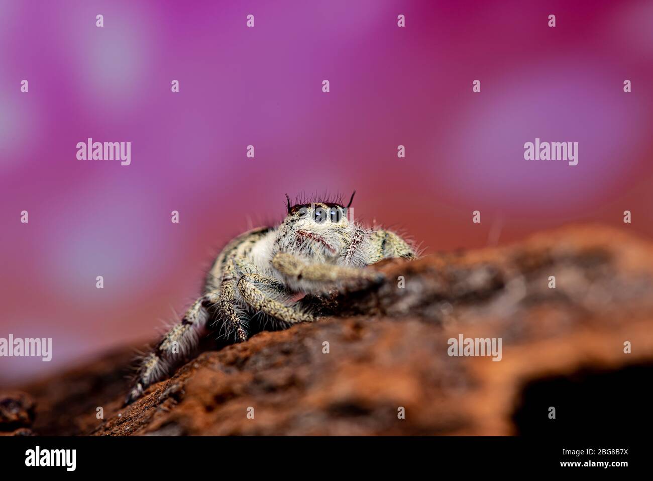 Close up Platycryptus undatus jumping spider. macro photo of insect and ...