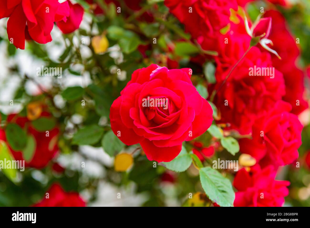 Beautiful red rose in the garden Stock Photo - Alamy