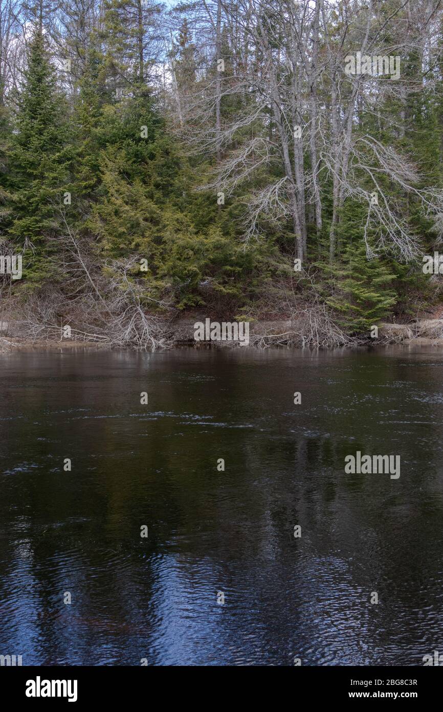 Mixed forest on the banks of the Muskoka River in Spring in Ontario ...