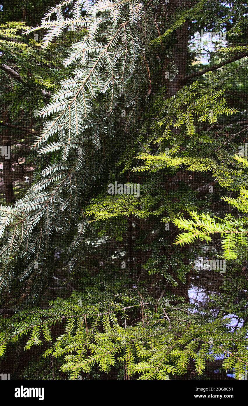 Spruce boughs hi-res stock photography and images - Alamy