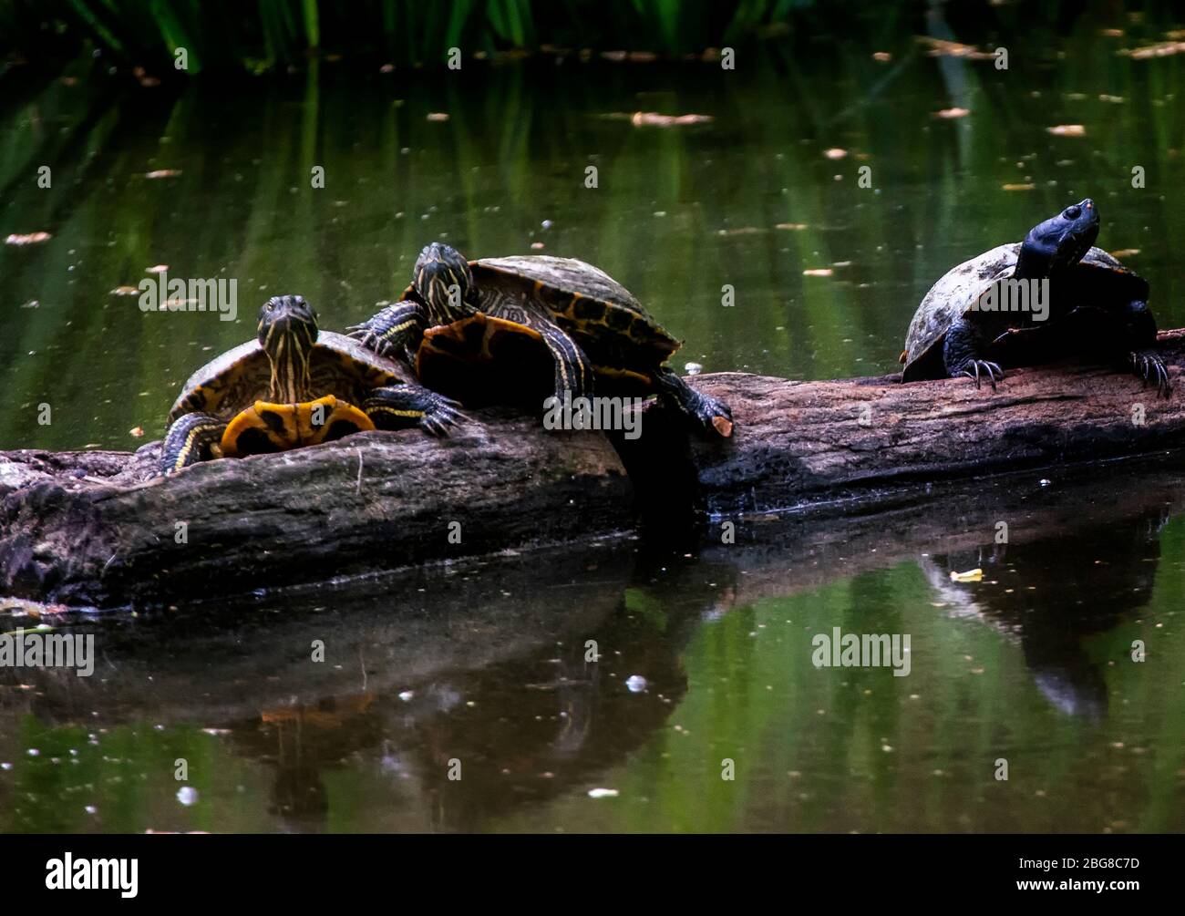Aling aling hi-res stock photography and images - Alamy