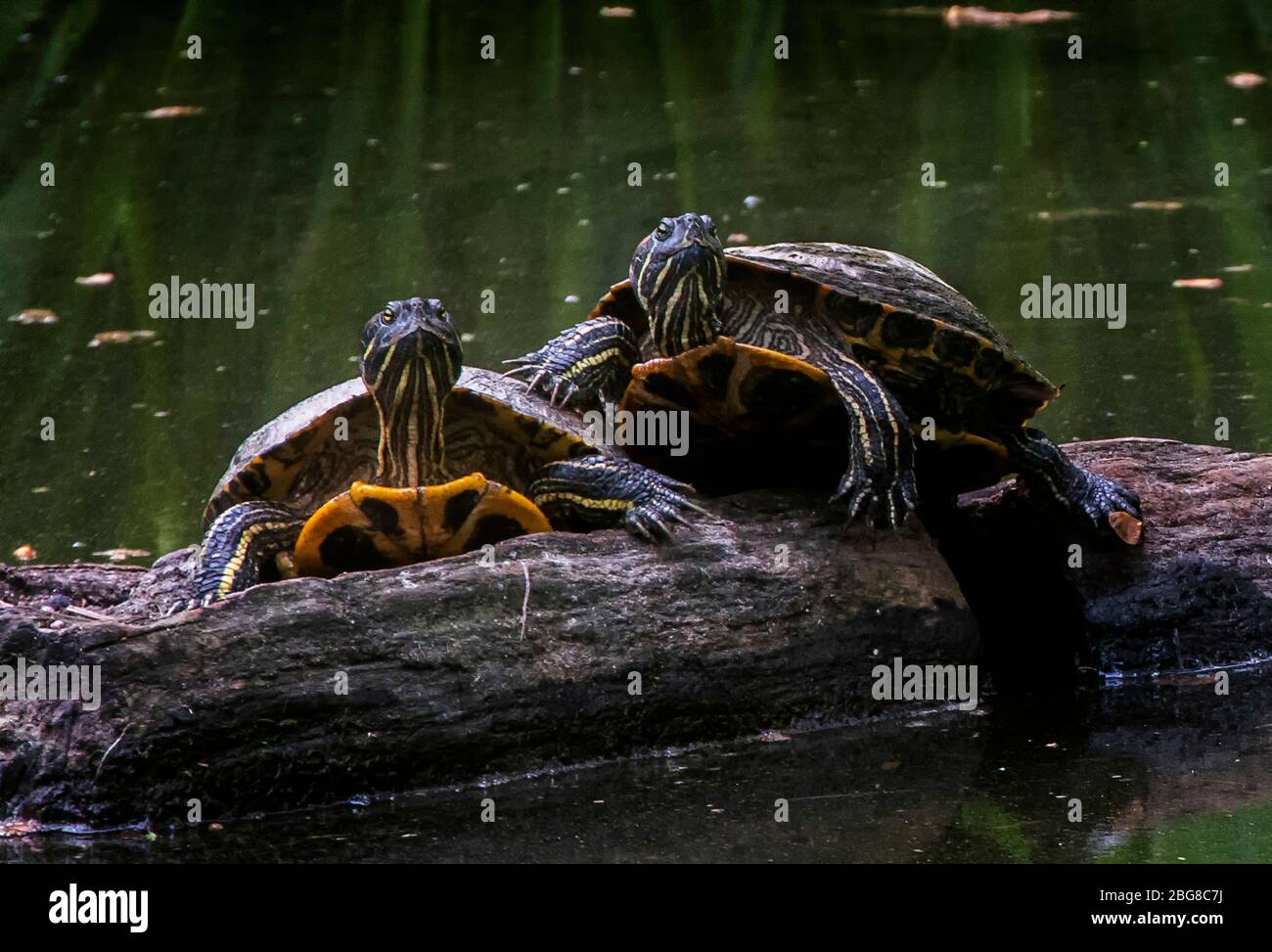 On the log Stock Photo - Alamy