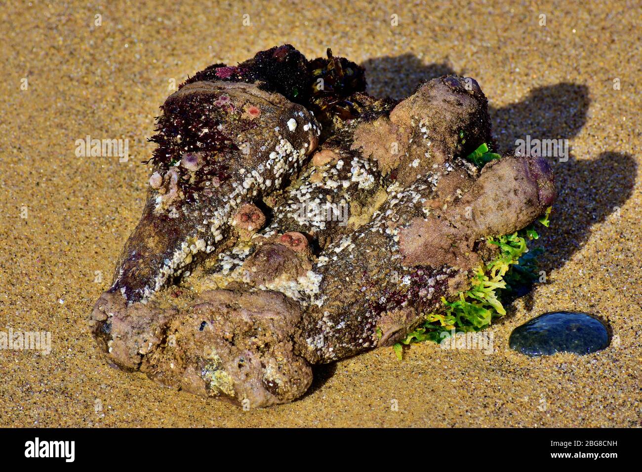 Beach sand study hi-res stock photography and images - Alamy