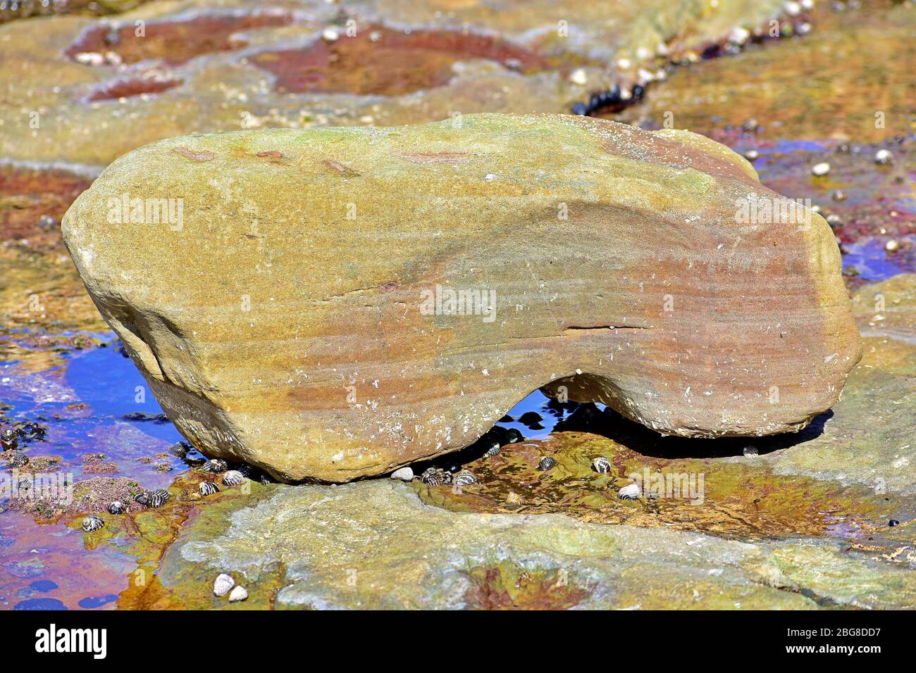 Rock in rockpool Stock Photo - Alamy