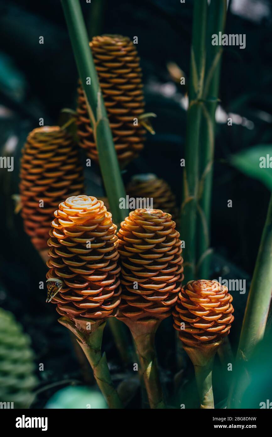 Tropical flower beehive ginger High Resolution Stock Photography and ...