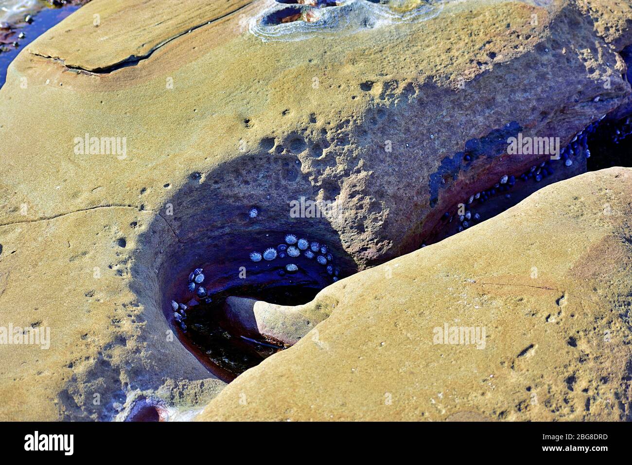 Rock snails hi-res stock photography and images - Alamy