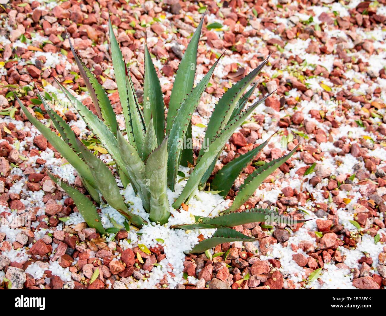 Agave plant with hail in Arizona Stock Photo - Alamy