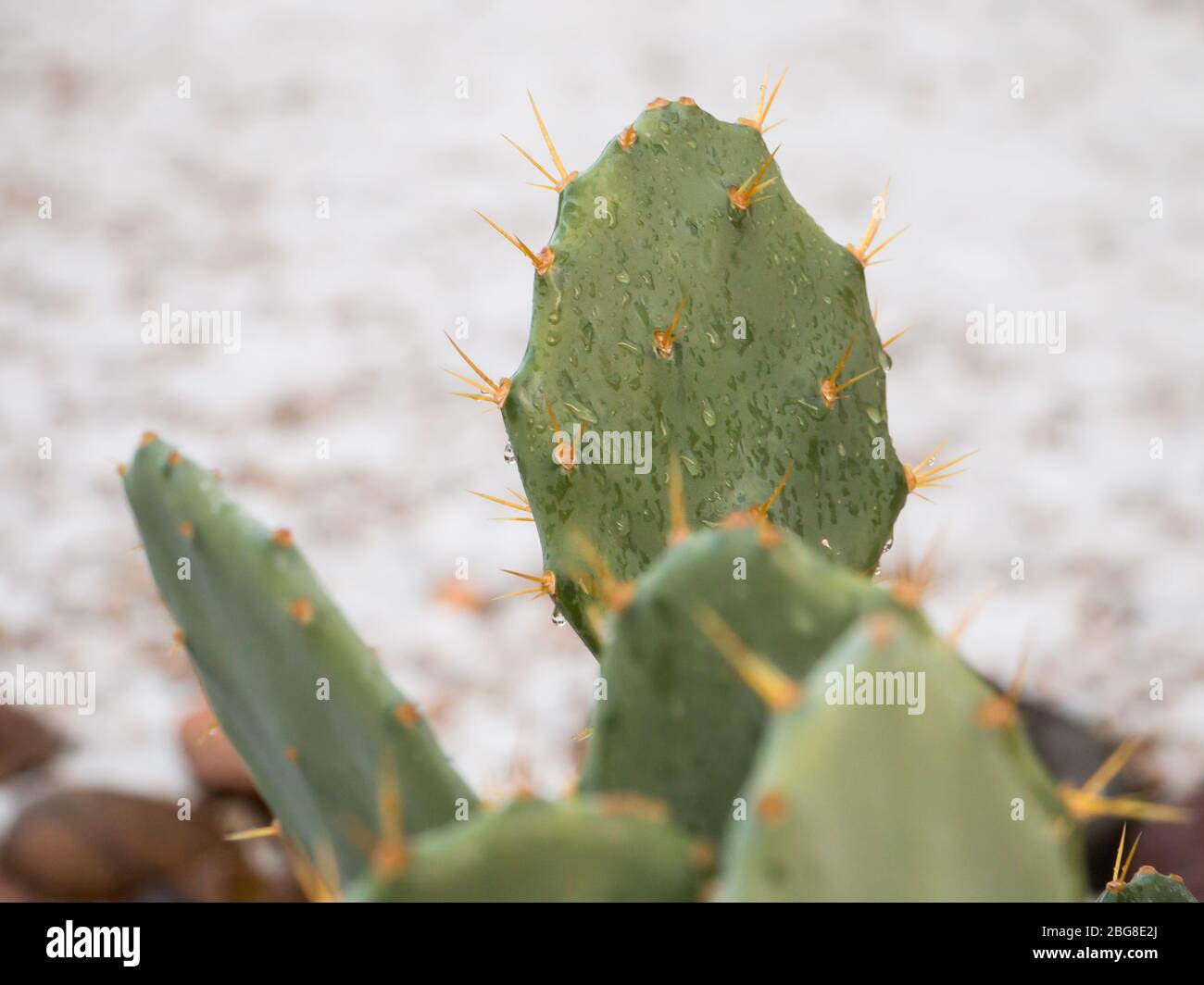 Cold desert cactus hi-res stock photography and images - Alamy