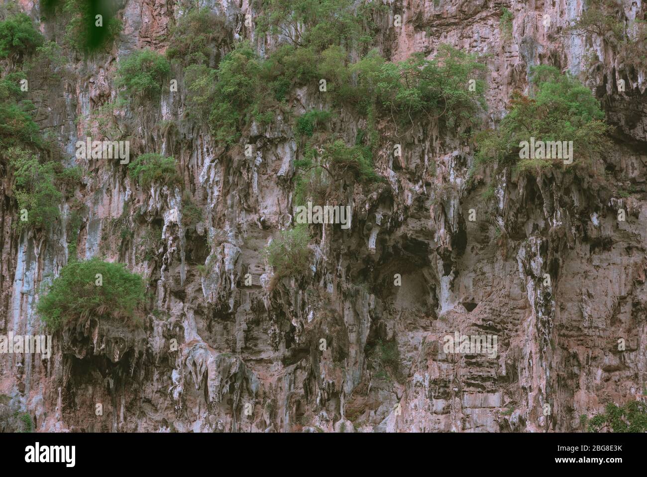 Cliff wall covered with green foliage Stock Photo - Alamy