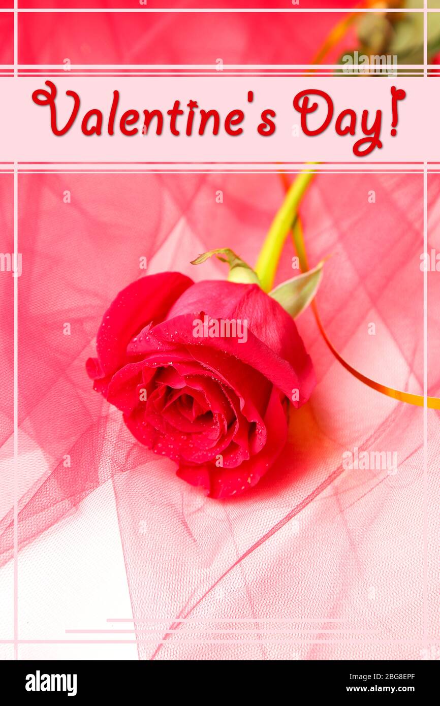 Congratulations with one rose hi-res stock photography and images - Alamy