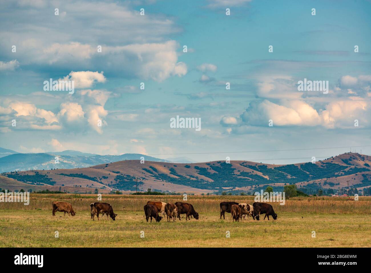 Pelagonia hi-res stock photography and images - Alamy