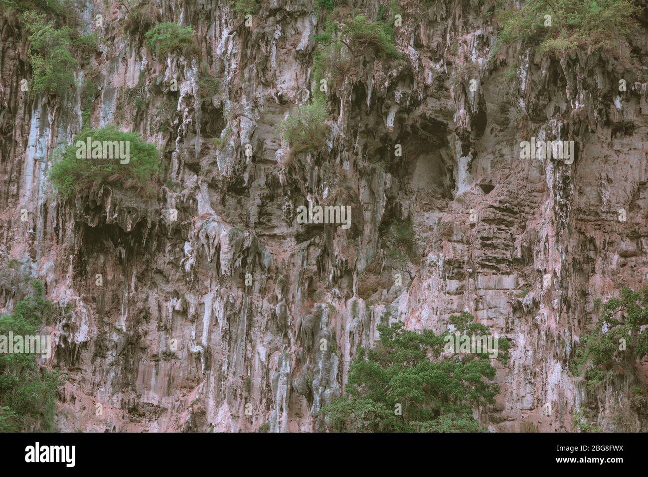 Cliff wall covered with green foliage Stock Photo - Alamy