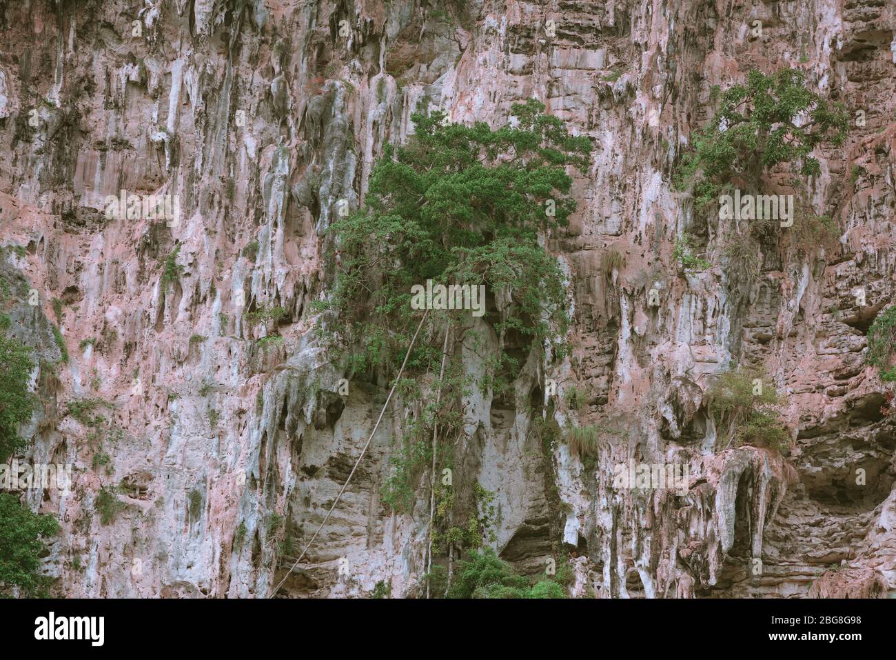 Cliff wall covered with green foliage Stock Photo - Alamy