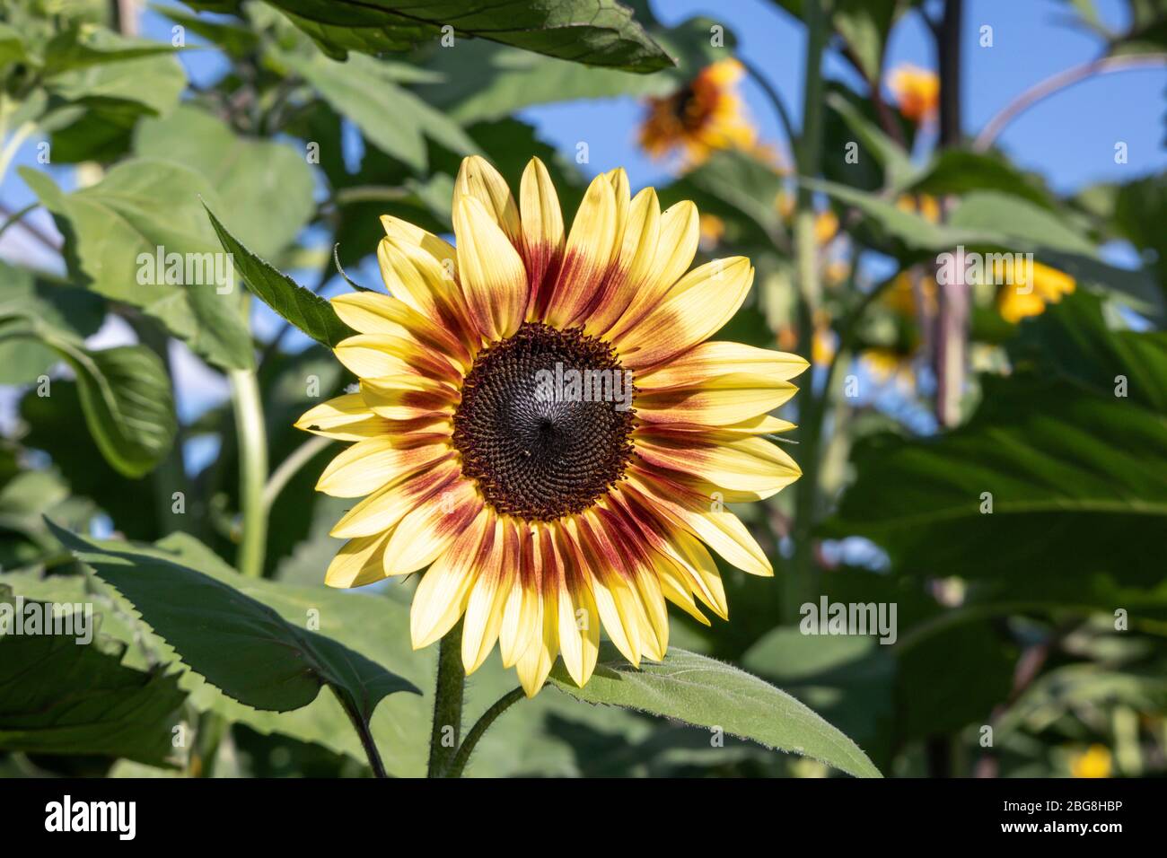 Front facing sunflower Stock Photo - Alamy
