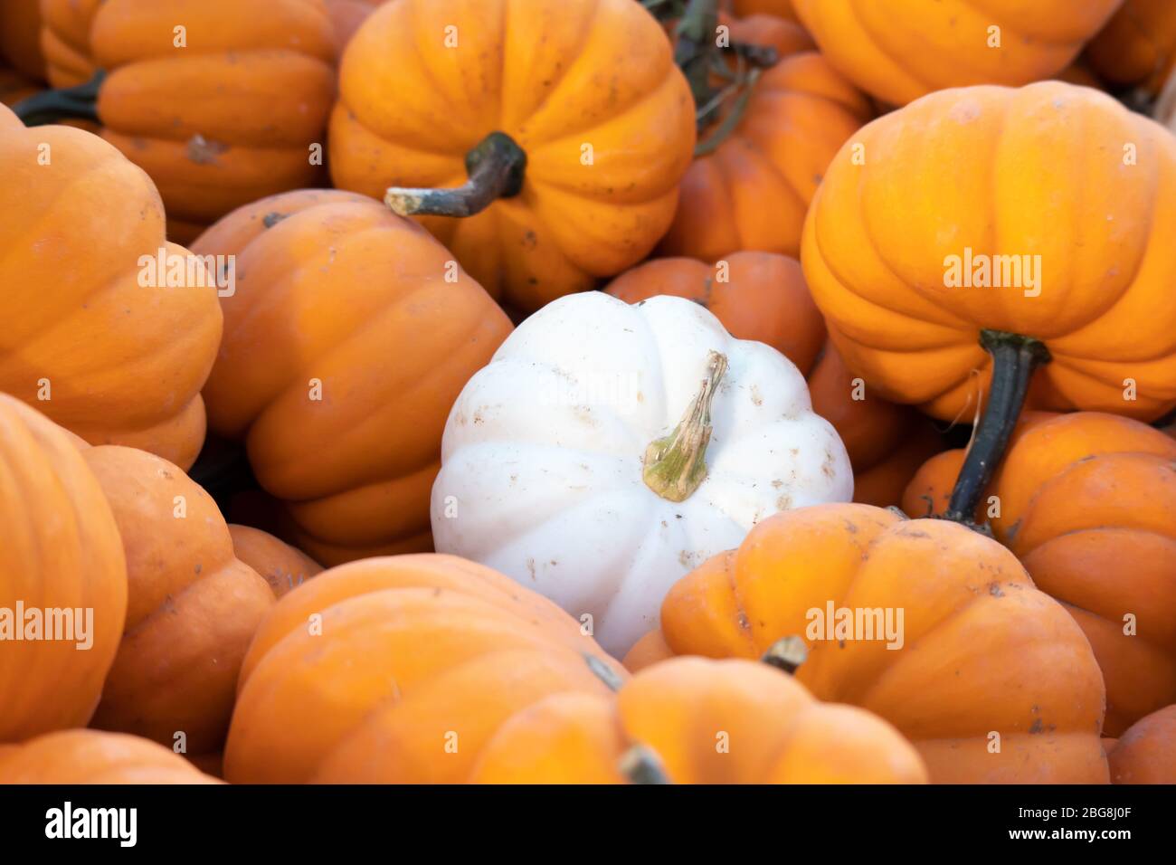 Fruits patch hi-res stock photography and images - Alamy